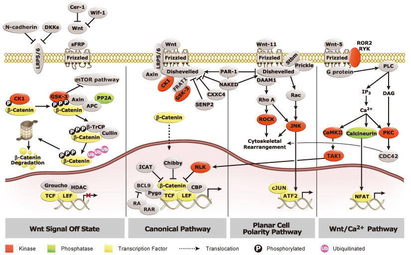 WNT Signaling | GeneTex WNT Signaling | GeneTex
